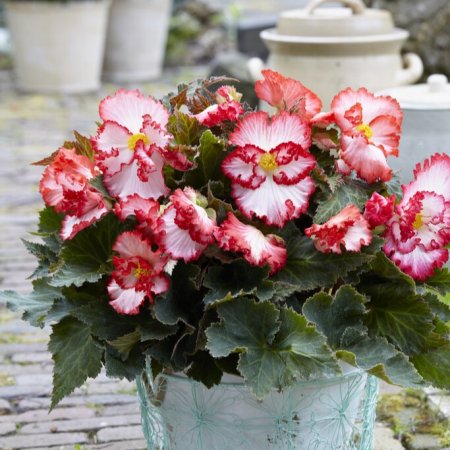 Köp vackra begonior online hos oss | Cramers.se - blombutik