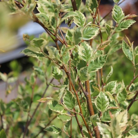 Prydnadsträd - Trädgårdsväxter - Växter