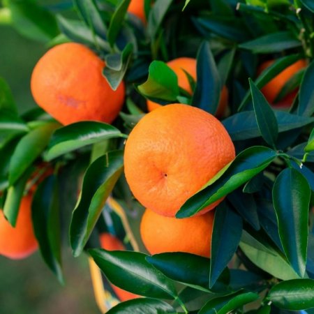 Medelhavsväxter - Beställ online – Citrus & Palmer | Cramers