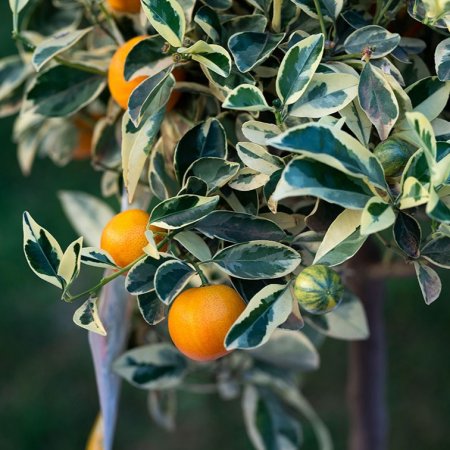 Medelhavsväxter - Beställ online – Citrus & Palmer | Cramers