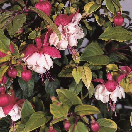 Köp fina sticklingar online | Bra priser | Cramers.se