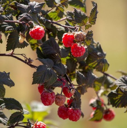 Stort sortiment av hallonbuskar | Köp hos Cramers.se