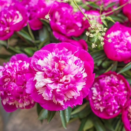 Pioner | Höstplantering | Välkommen till oss på Cramers.se