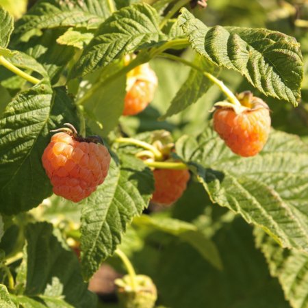 Hallonbuskar - Stort sortiment och smidig leverans | Cramers