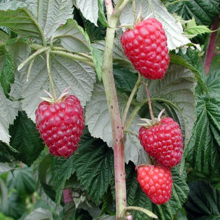 Hallonbuskar - Stort sortiment och smidig leverans | Cramers