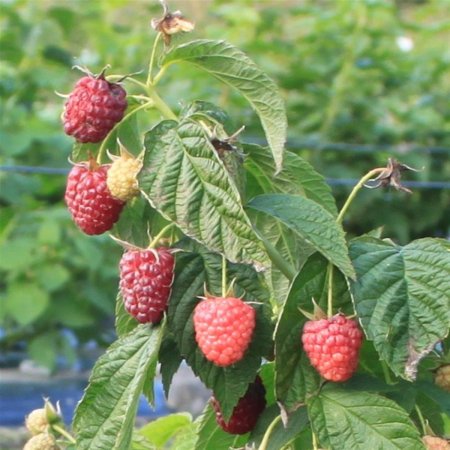 Stort sortiment av hallonbuskar | Köp hos Cramers.se