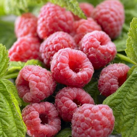 Hallonbuskar - Stort sortiment och smidig leverans | Cramers