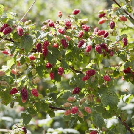 Stort sortiment av hallonbuskar | Köp hos Cramers.se
