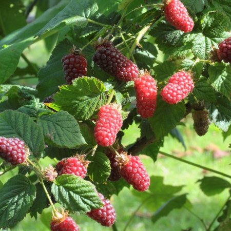 Stort sortiment av hallonbuskar | Köp hos Cramers.se