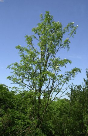 Prydnadsträd - Trädgårdsväxter - Växter