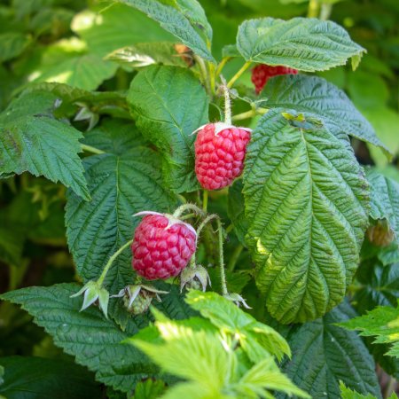 Hallonbuskar - Stort sortiment och smidig leverans | Cramers