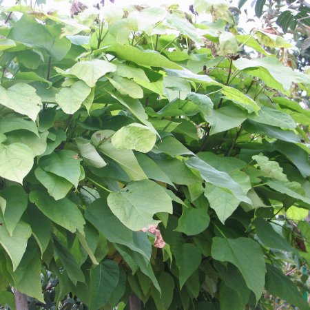 Prydnadsträd - Trädgårdsväxter - Växter