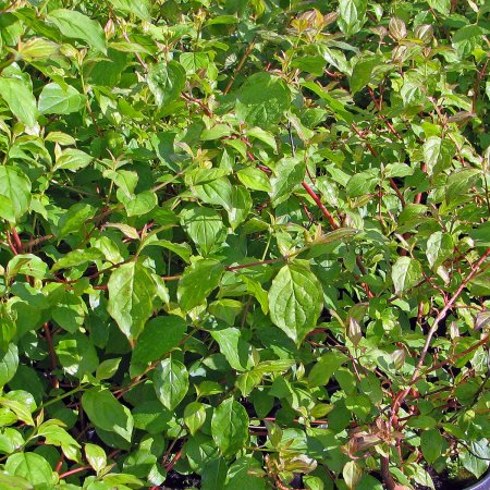 Prydnadsträd - Trädgårdsväxter - Växter