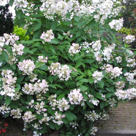 Köp Prydnadsträd Online – Stort Utbud hos Cramers Blommor