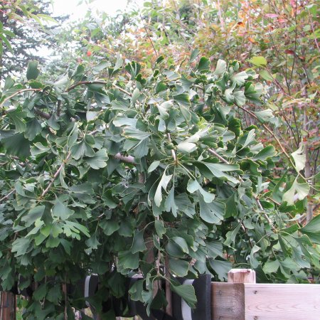 Köp Prydnadsträd Online – Stort Utbud hos Cramers Blommor