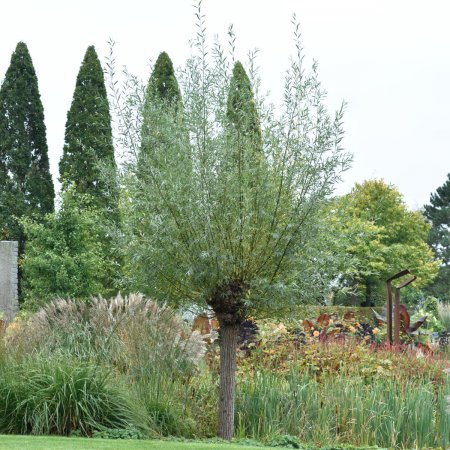 Prydnadsträd - Trädgårdsväxter - Växter