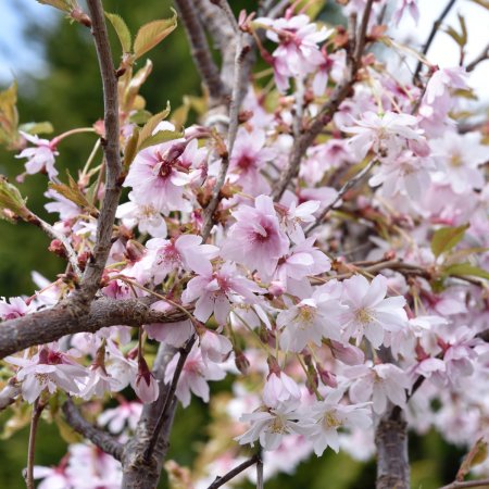 Prydnadsträd - Trädgårdsväxter - Växter