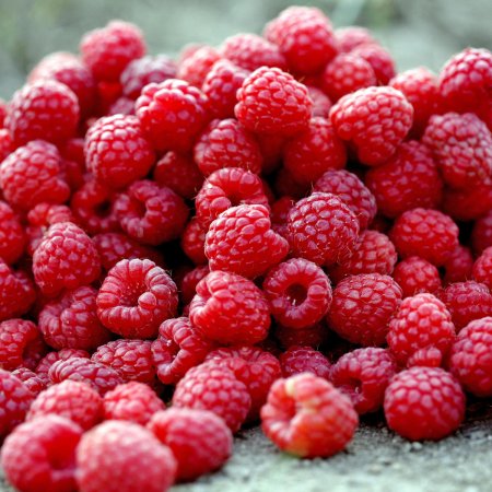 Hallonbuskar - Stort sortiment och smidig leverans | Cramers