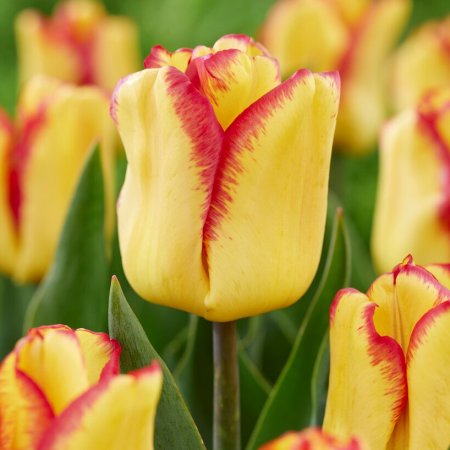 Köp dina tulpanlökar online hos Cramers 🌷 Stort utbud