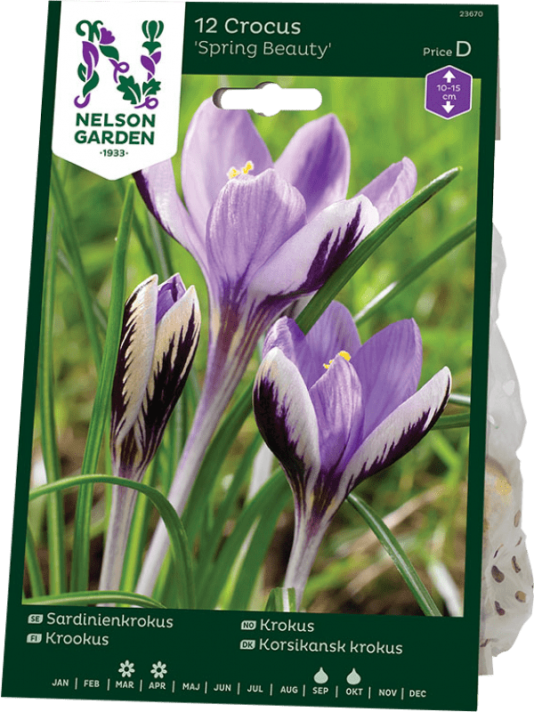 Sardinienkrokus Crocus minimus Spring Beauty 12st
