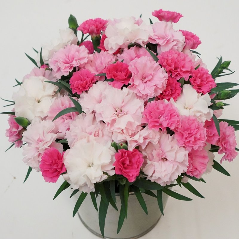 Nejlika, Stickling 3-pack - Övriga sommarblommor