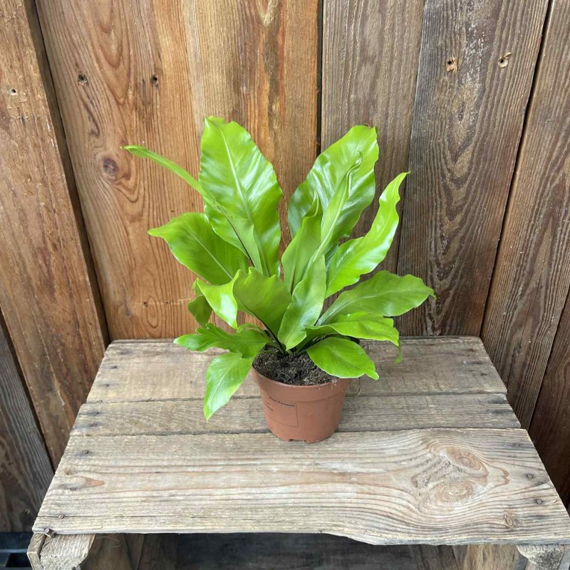 Asplenium nidus, Fågelbobräken - Grönväxter
