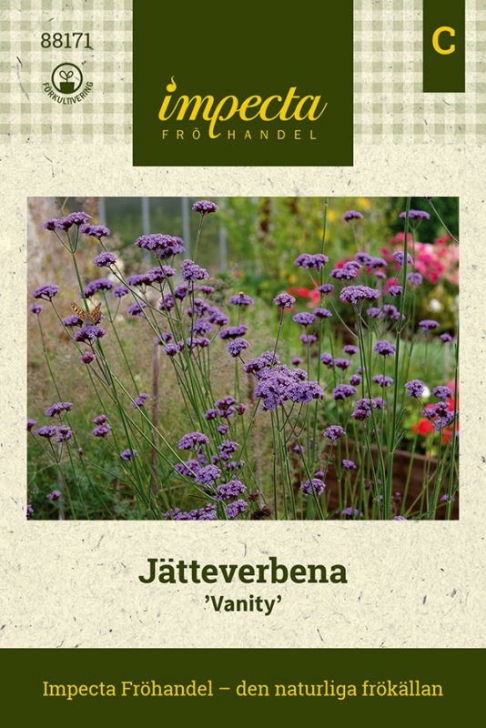 Verbena, Jätte-, Vanity