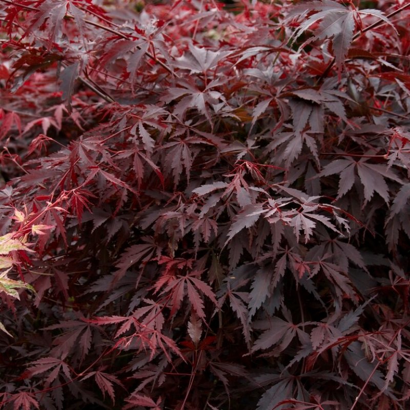 Japansk Blodlönn - Buskar - Trädgårdsväxter - Växter