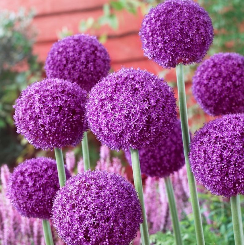 Allium 1st - Allium - Höstplantering