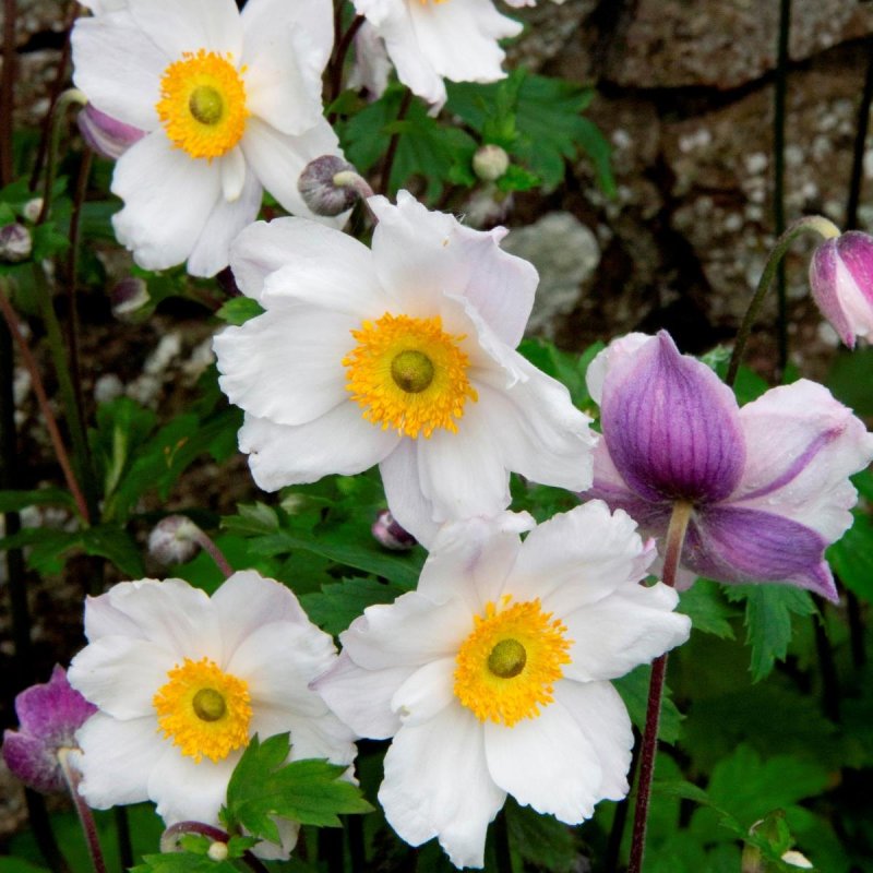 Anemone hybr. Ruffled Swan ®, Trädgårdsanemon, SQ1