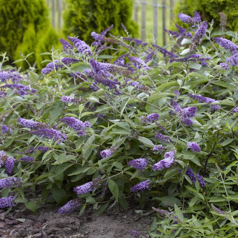 Dvärgbuddleja, Fjärilsbuske - Buskar