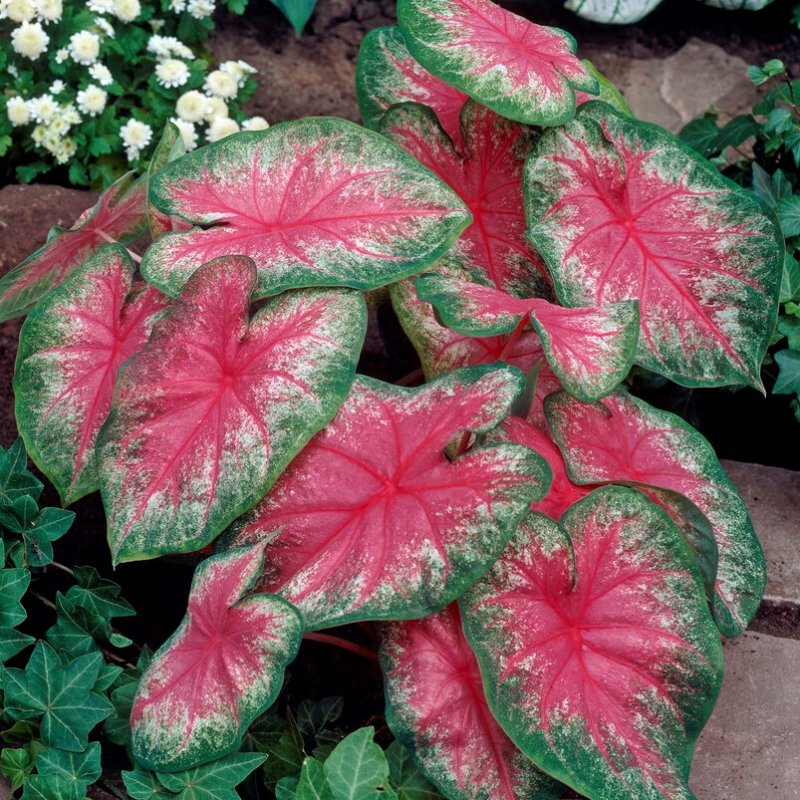 Kaladium Caladium Rosebud 1st - Caladium - Kaladium