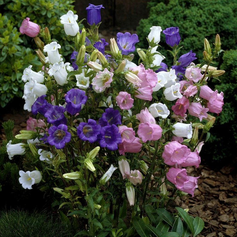 Campanula Medium