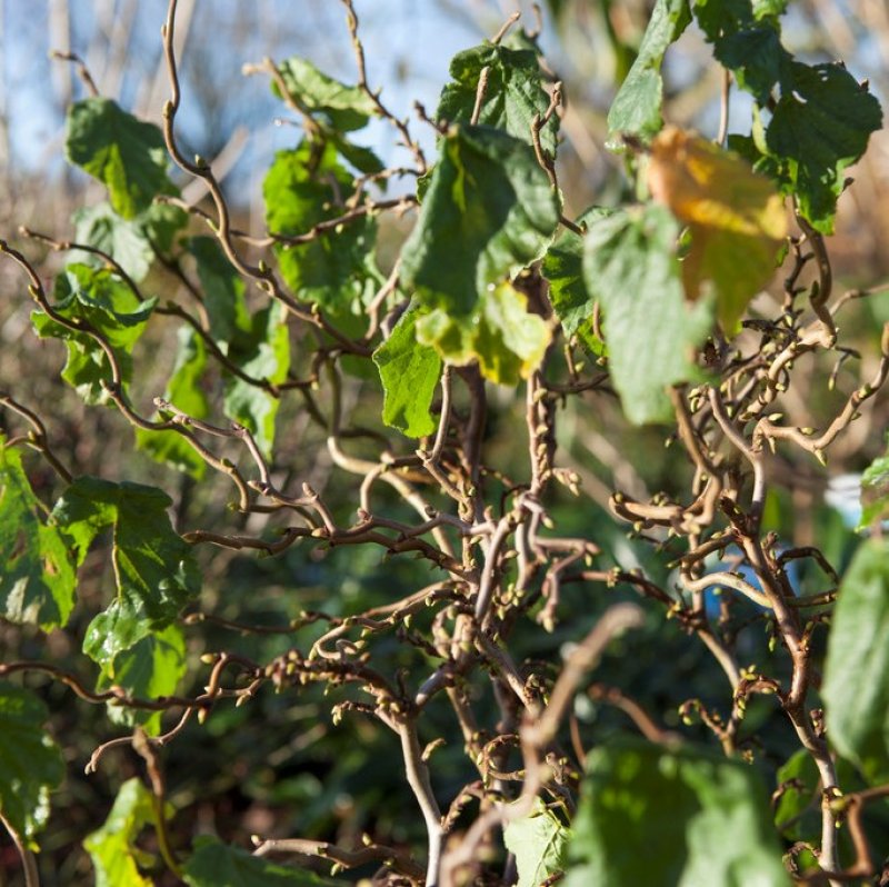 Corylus avellana Twister, Ormhassel - Prydnadsträd