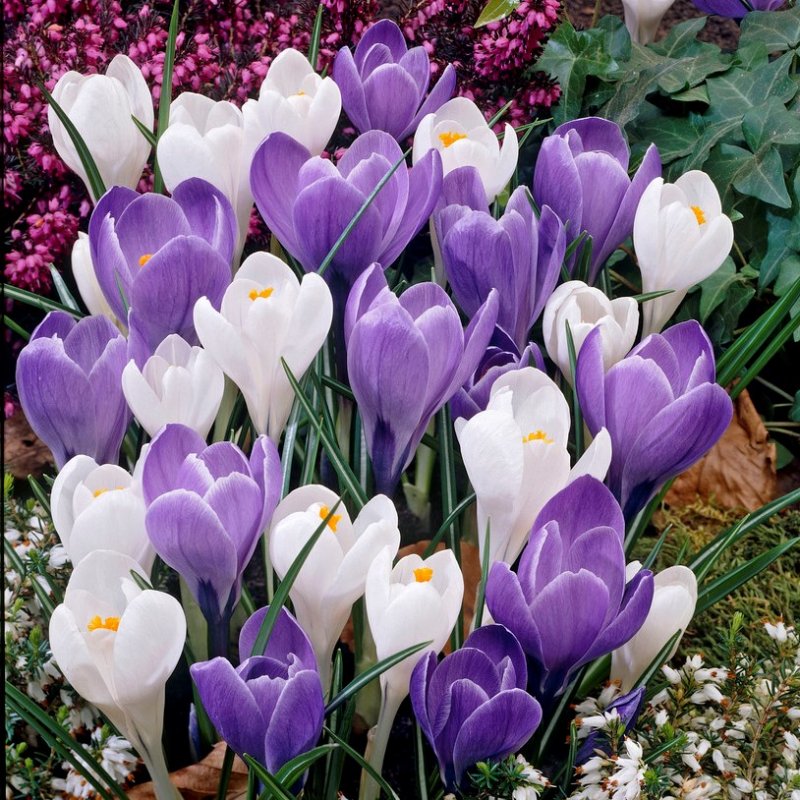 Vårkrokus Crocus vernus Blue Ice Mix 10st - Krokus