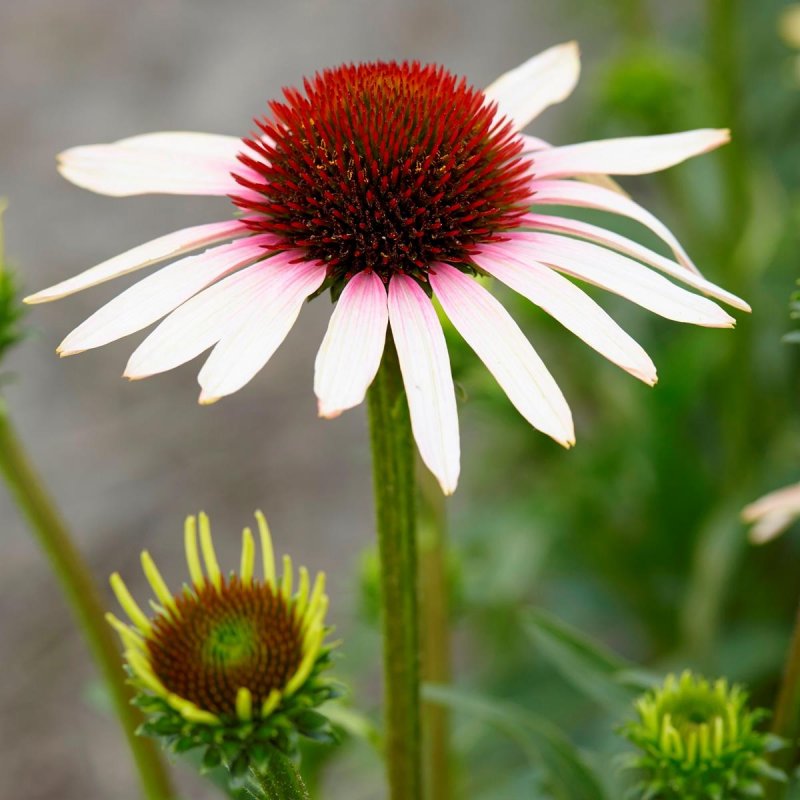 Solhatt - Perenner - Trädgårdsväxter - Växter