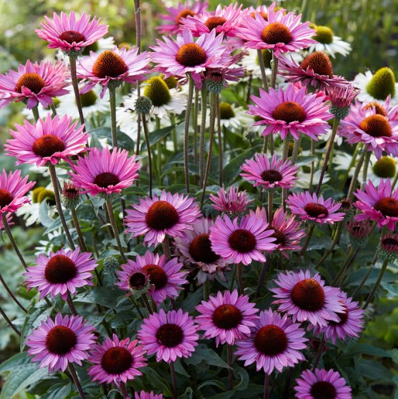 Echinacea hybr. Profusion, Solhatt - Perenner