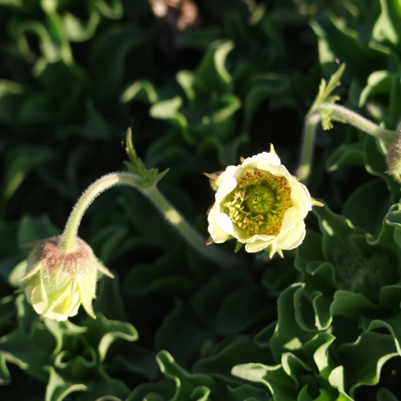 Geum hybr. Lemon Drops, Trädgårdsnejlikrot, P9cm
