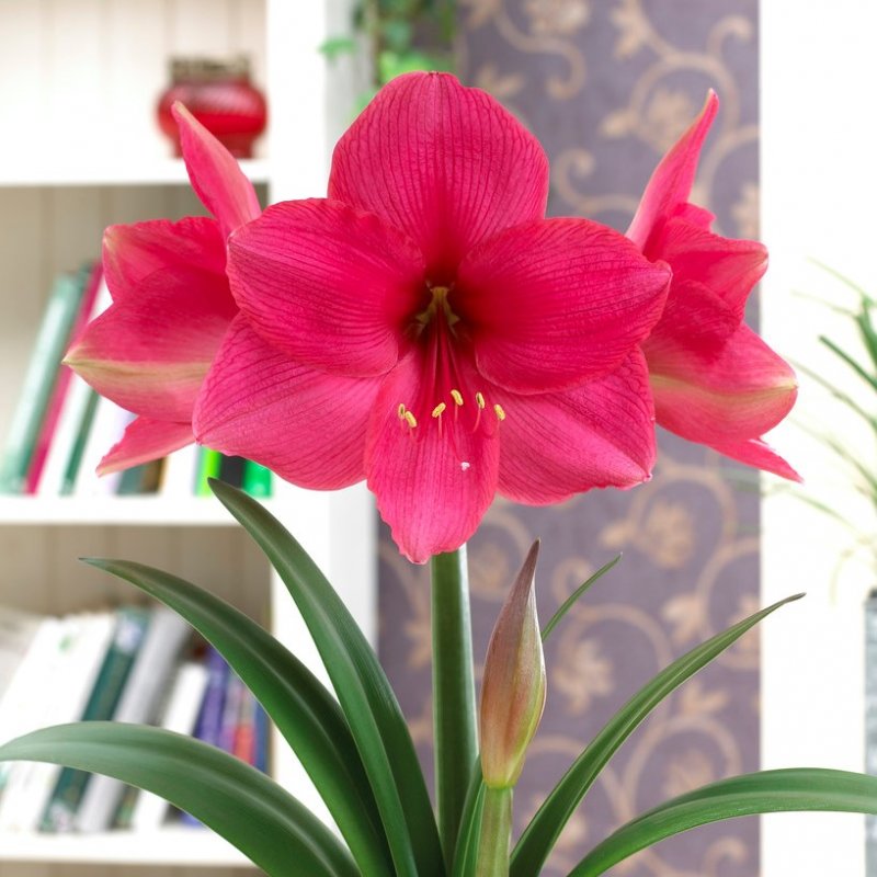 Amaryllis - Amaryllis - Höstplantering