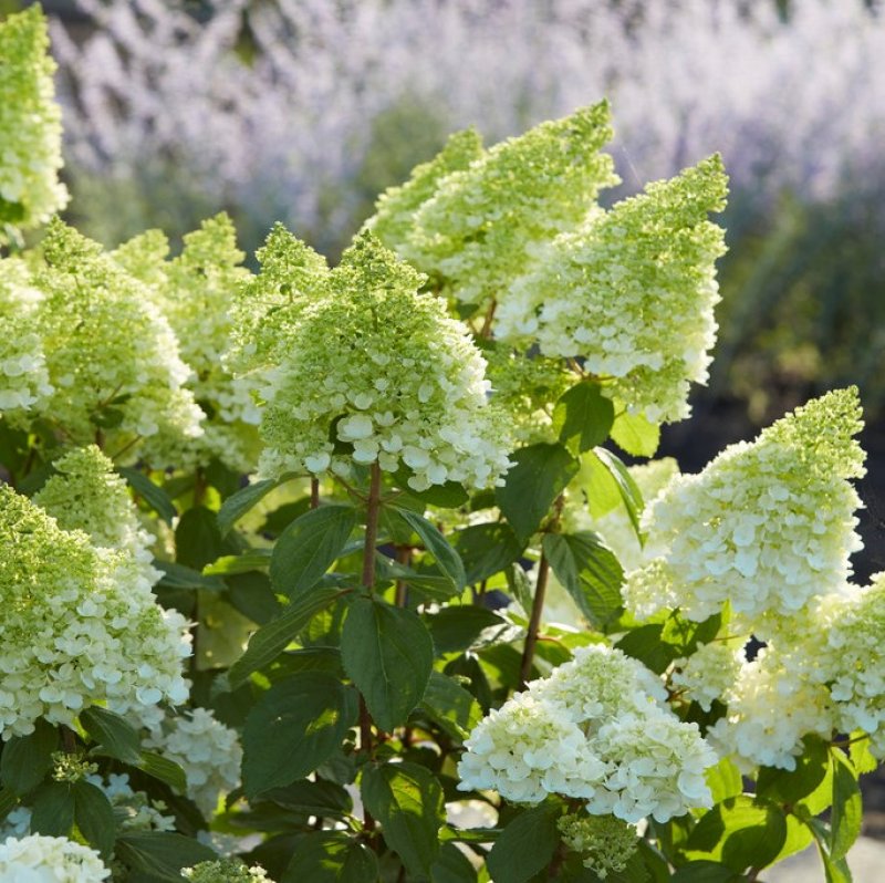 Hydrangea paniculata Magical Moonlight ®, Syrénhortensia, 30-40 C5