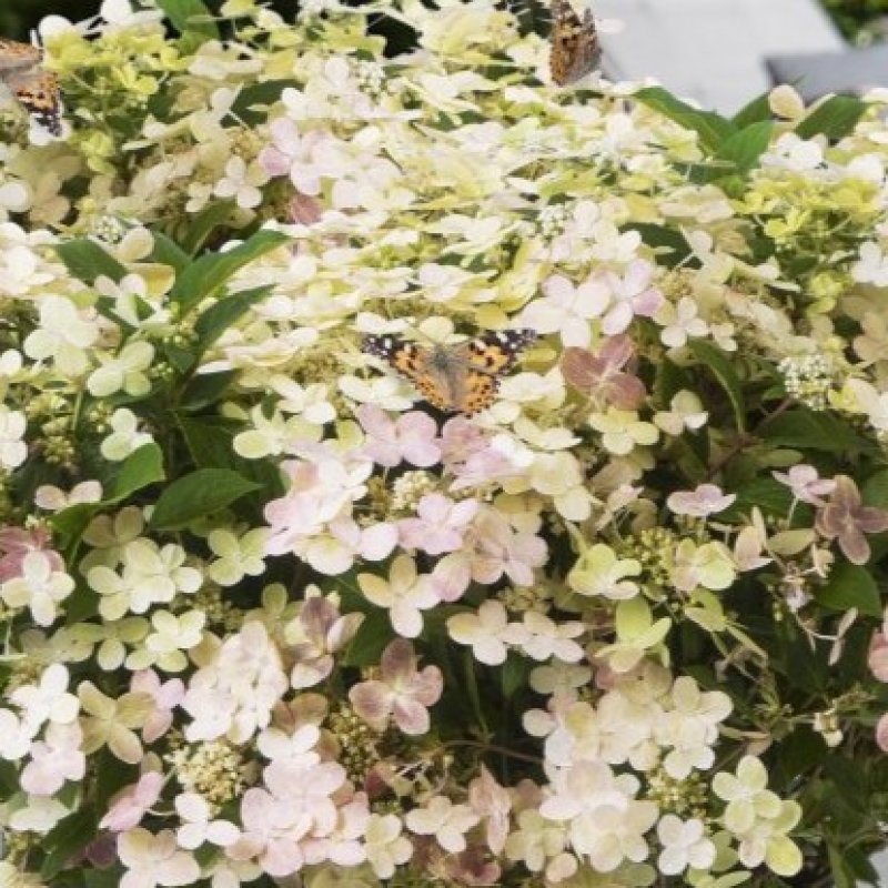 Vipphortensia - Prydnadsträd - Trädgårdsväxter