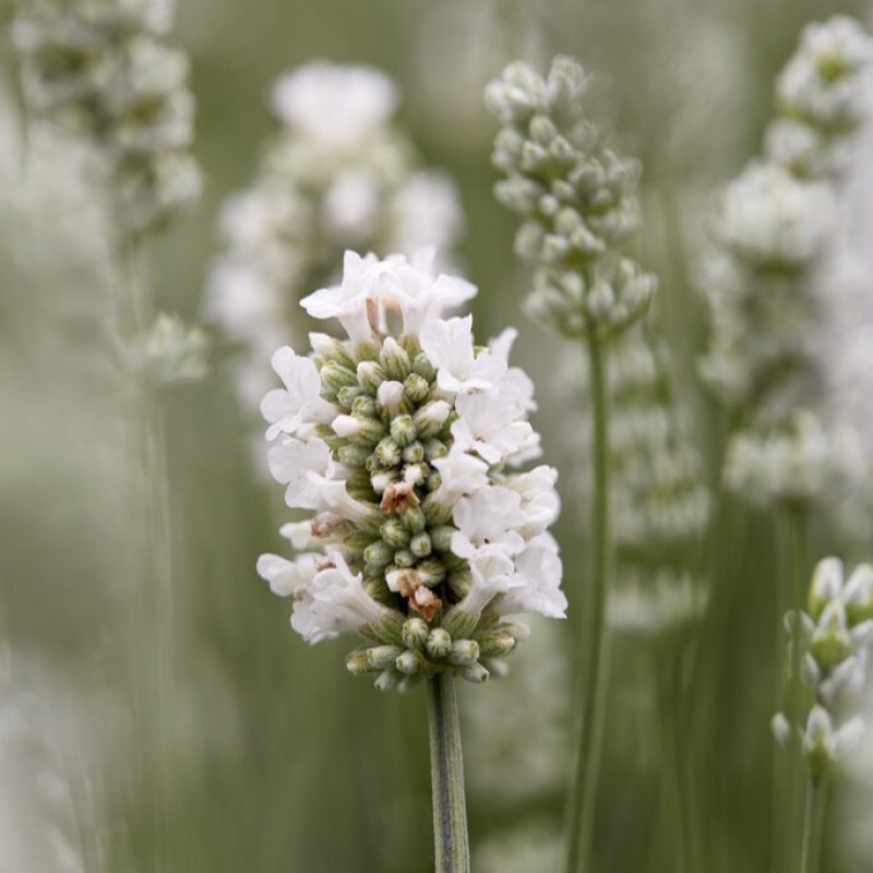 Lavendel - Perenner - Trädgårdsväxter - Växter