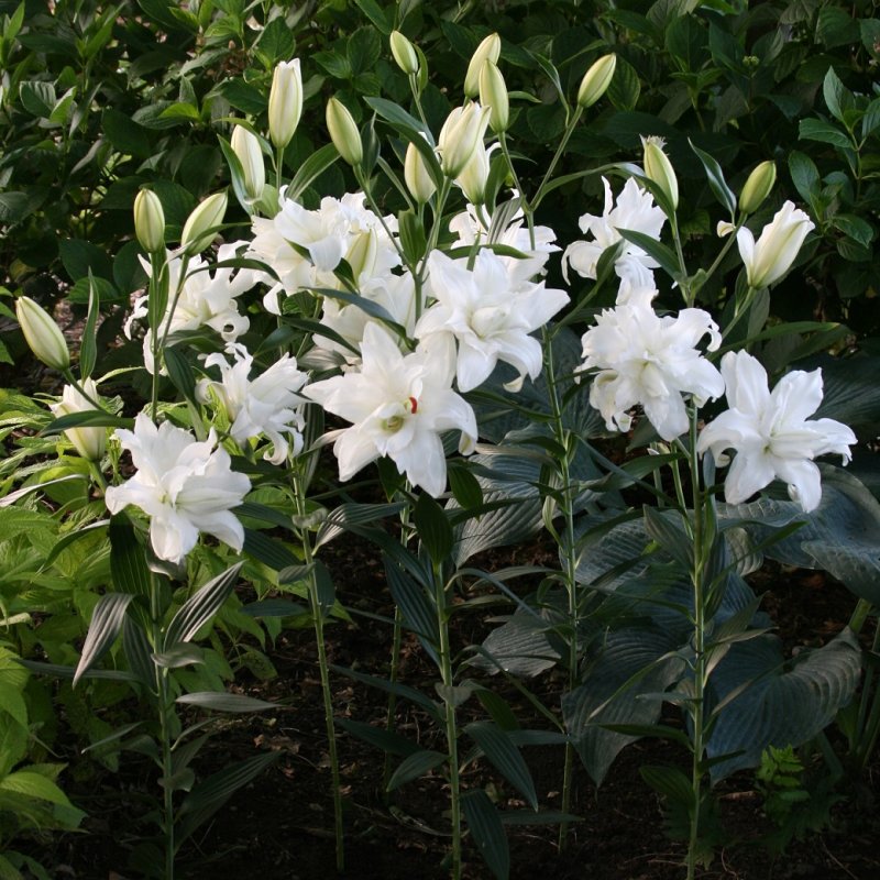 Orientalisk Lilja Lotus Beauty 3st