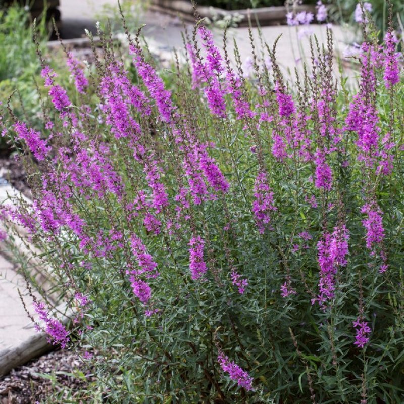 Smalt Fackelblomster - Perenner - Trädgårdsväxter