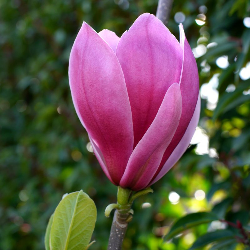Magnolia - Prydnadsträd - Trädgårdsväxter - Växter