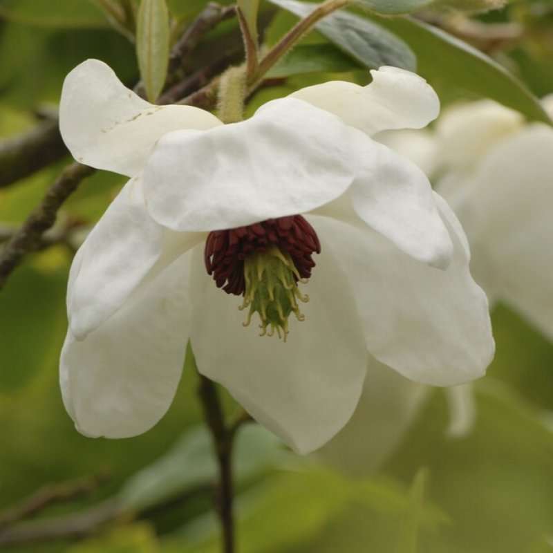 Wilsonmagnolia - Buskar - Trädgårdsväxter - Växter