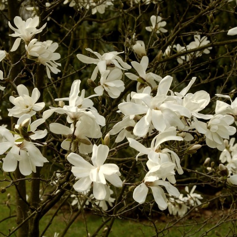 Hybridmagnolia - Buskar - Trädgårdsväxter - Växter