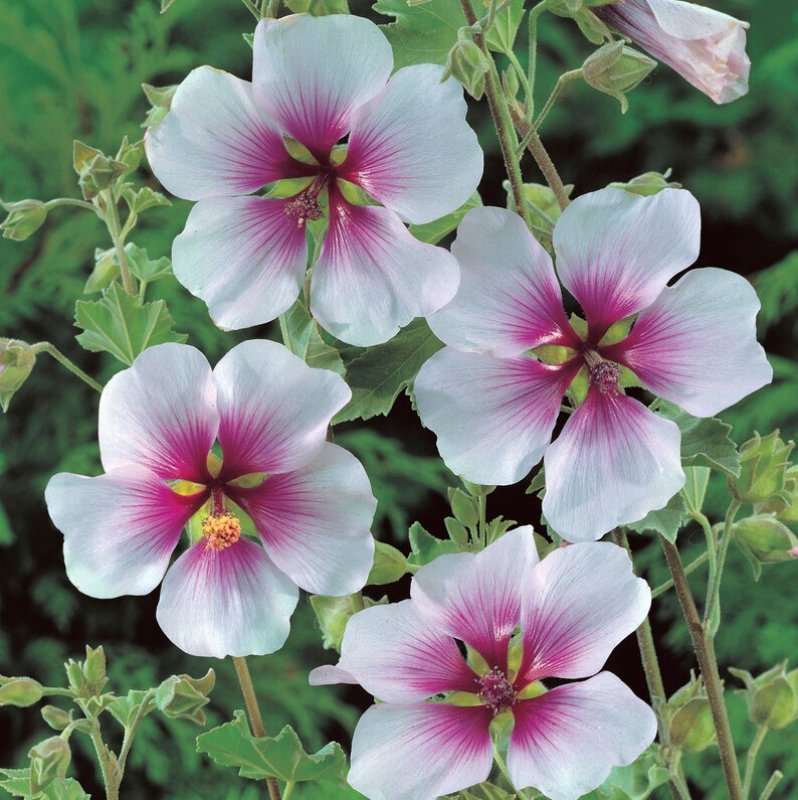 Malva subovata (maritima), Strandmalva - Perenner