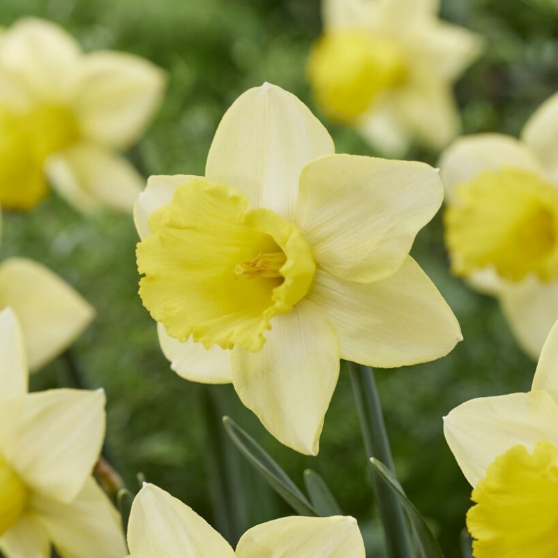 Stjärnnarciss Narcissus Ladea 5st - Narciss