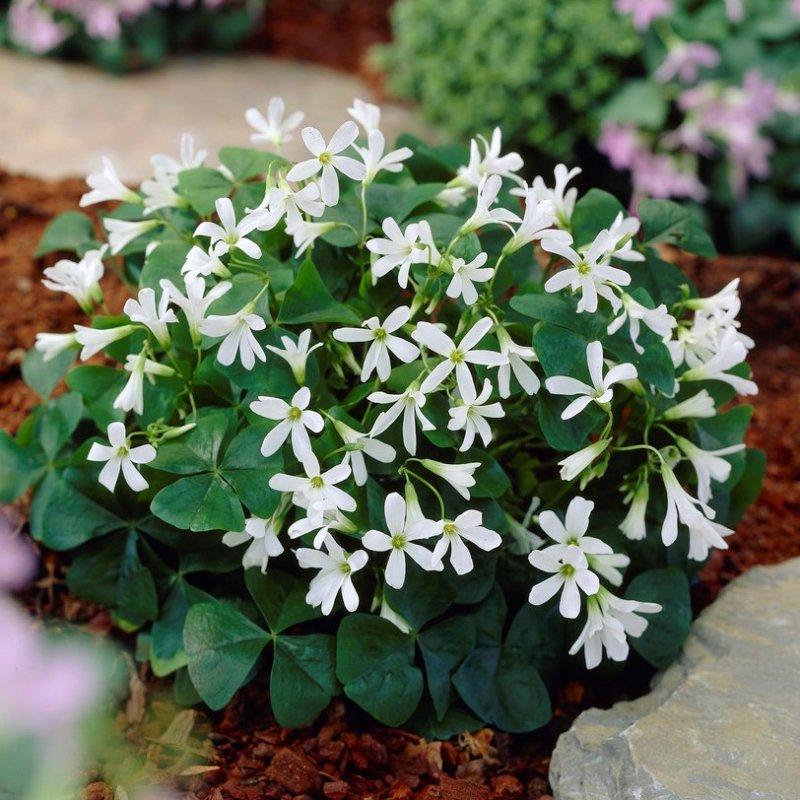 Snöoxalis Oxalis triangularis ssp. papilionacea 10st